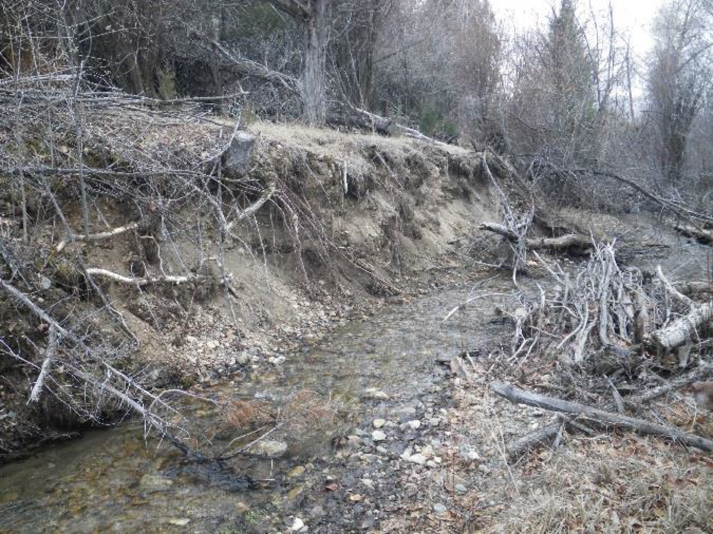 California Creek Restoration | Ruby Valley Conservation District