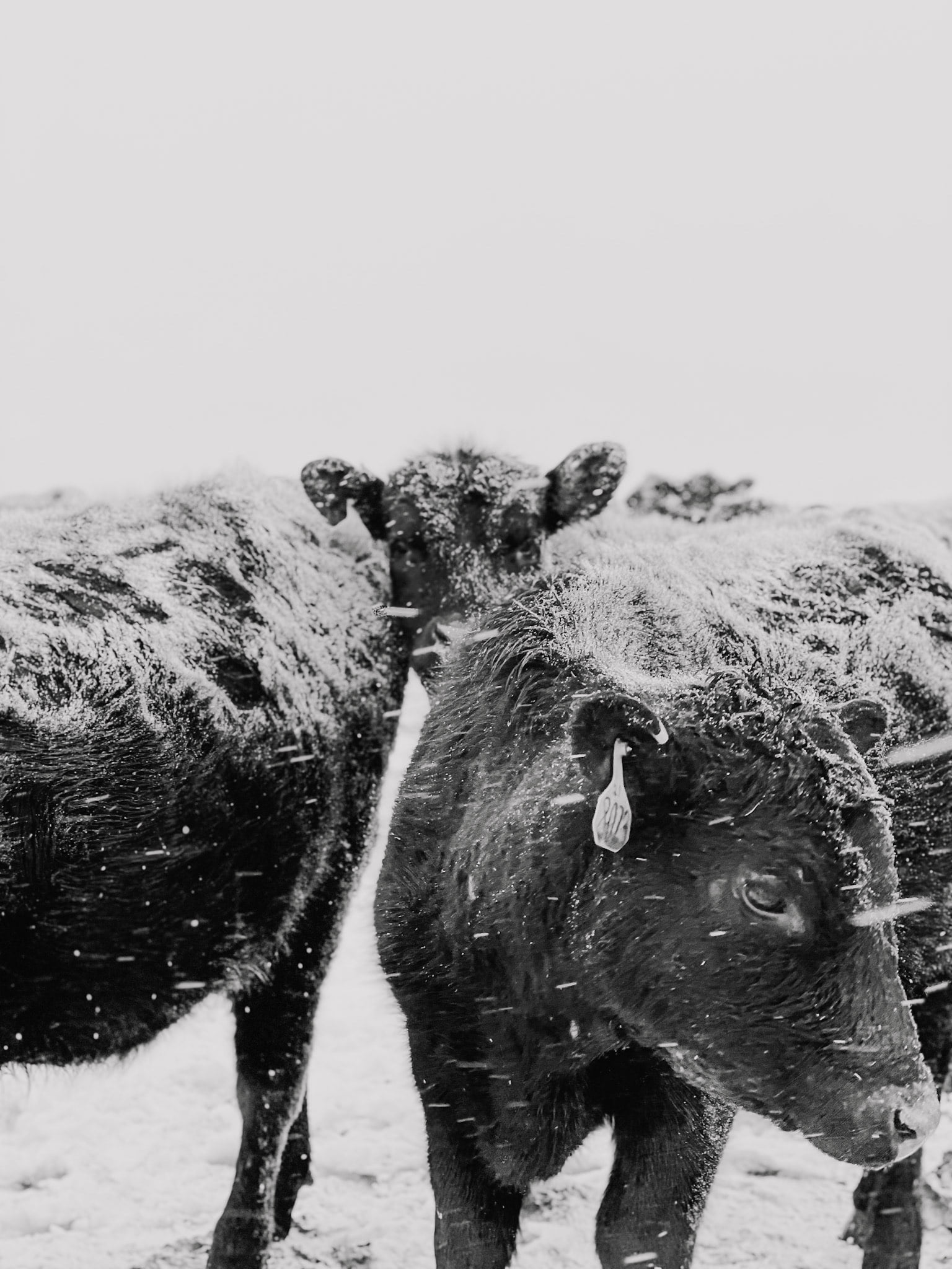 2022 Rancher Roundtable Wrap Up and Video Recordings | Ruby Valley ...